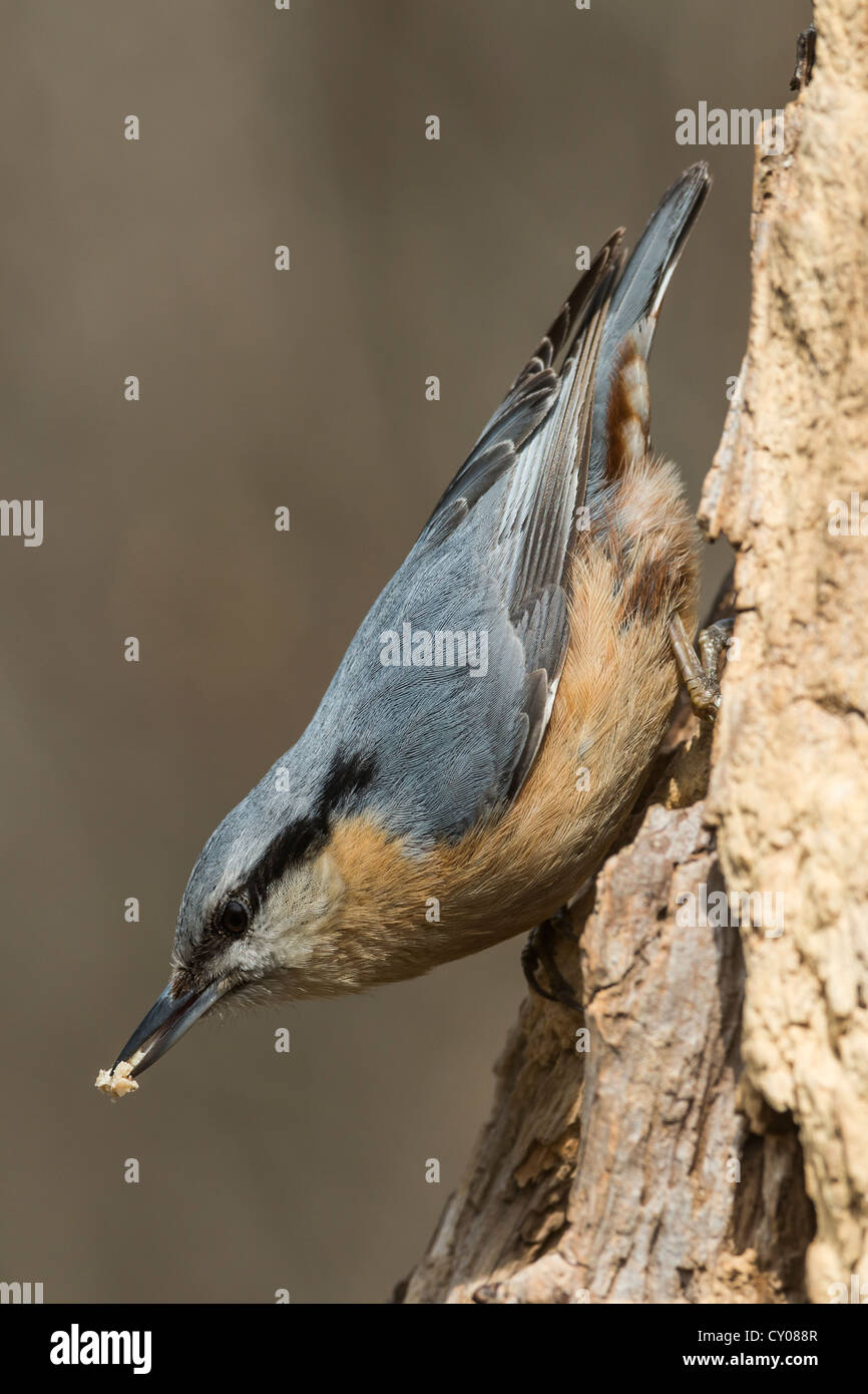 Eurasian Nuthatch (Sitta europaea), Hebertshausen, Bavaria Stock Photo ...