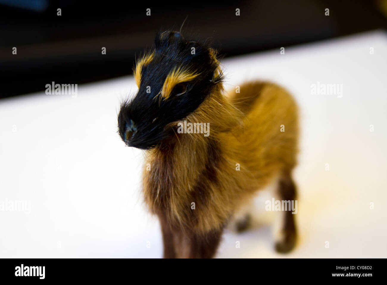 Goats Eyes High Resolution Stock Photography and Images - Alamy