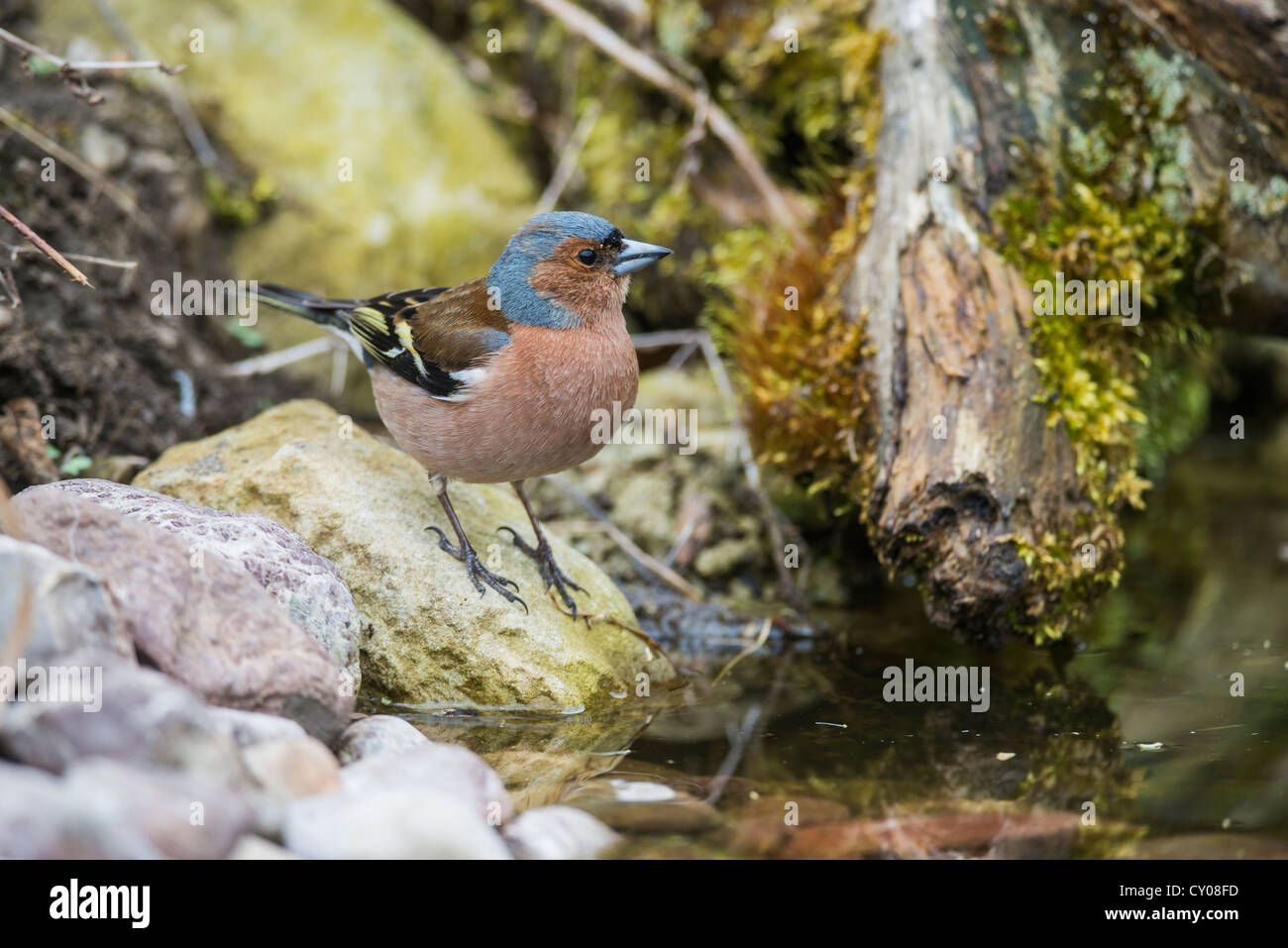 Chaffinch photos hi-res stock photography and images - Alamy