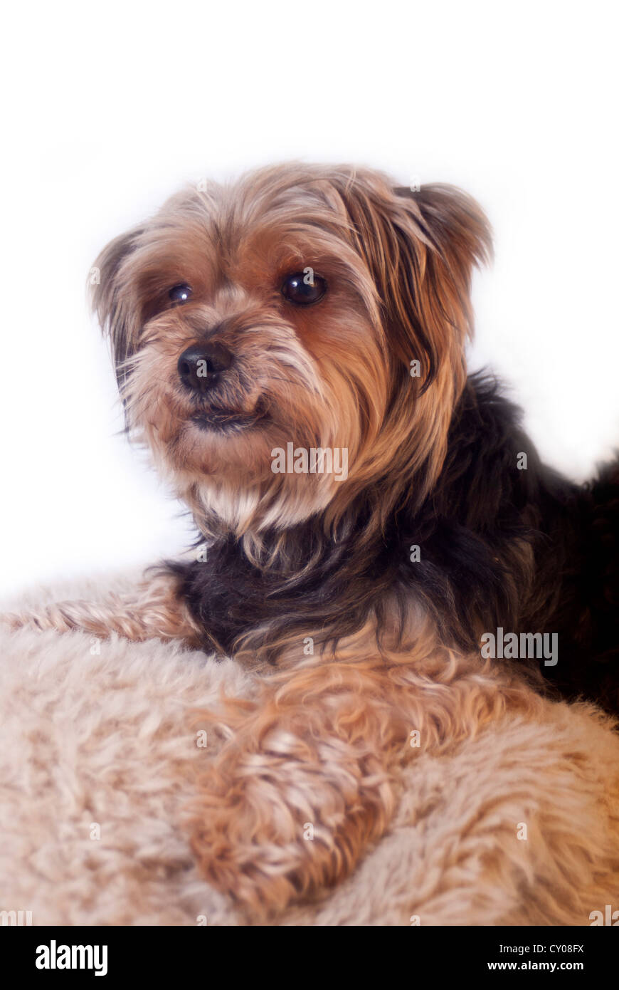 Yorkshire terrier portrait Stock Photo - Alamy