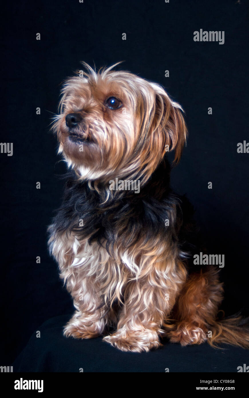 Yorkshire terrier portrait Stock Photo - Alamy
