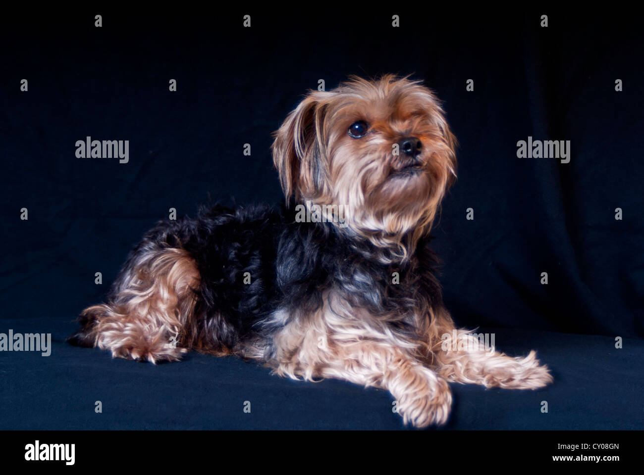 Yorkshire terrier portrait Stock Photo - Alamy