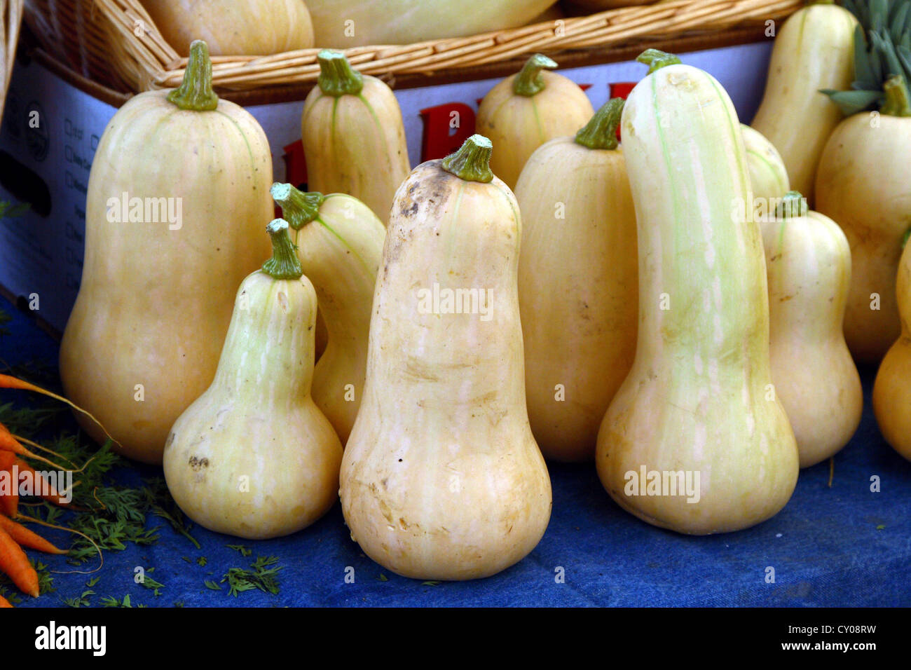 Butternut squash at the Berkeley Farmers Market in Berkeley California ...