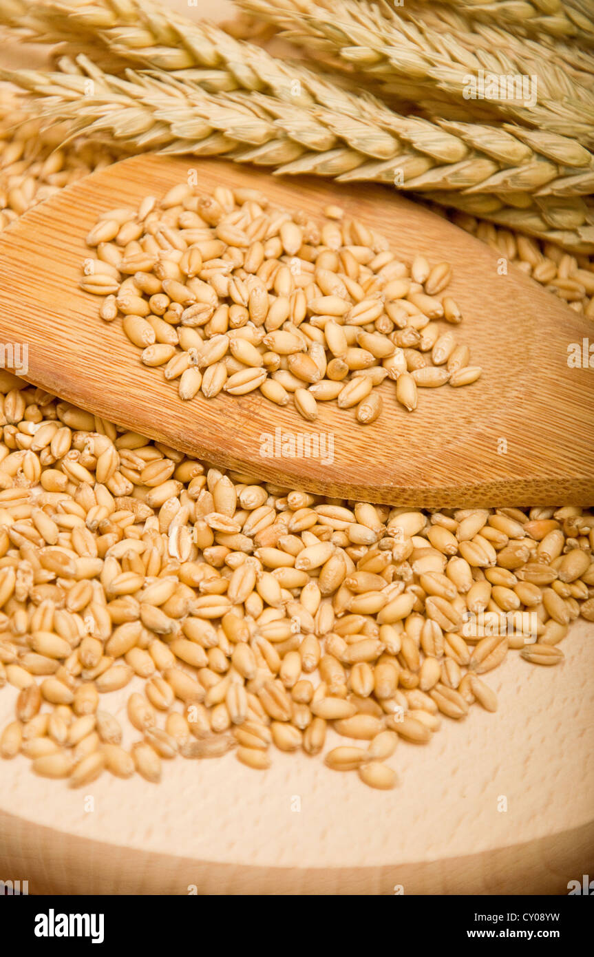 Plenty of wheat grains on an old wooden kitchen table Stock Photo - Alamy