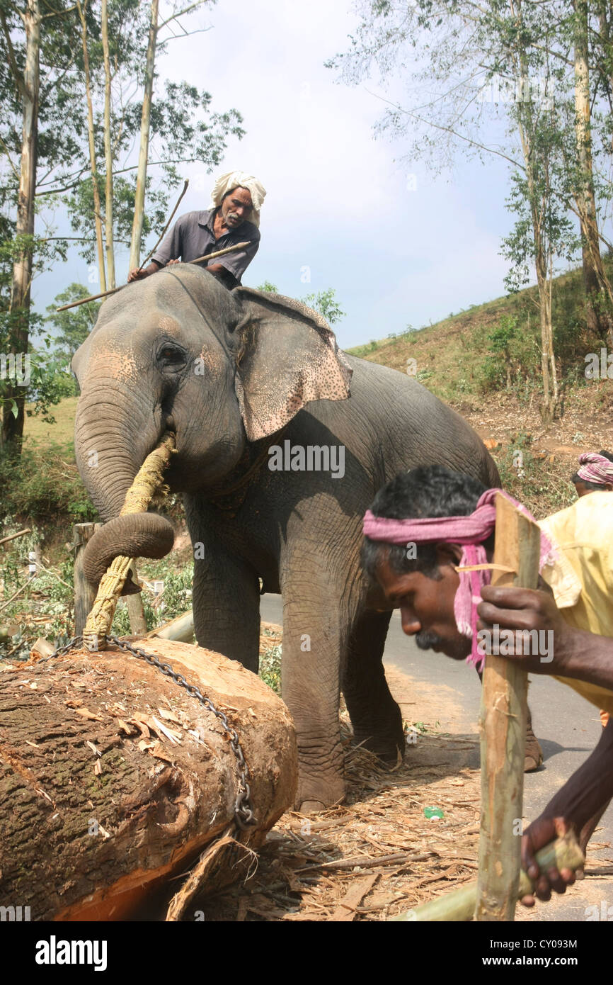 Elephant logging hi-res stock photography and images - Alamy