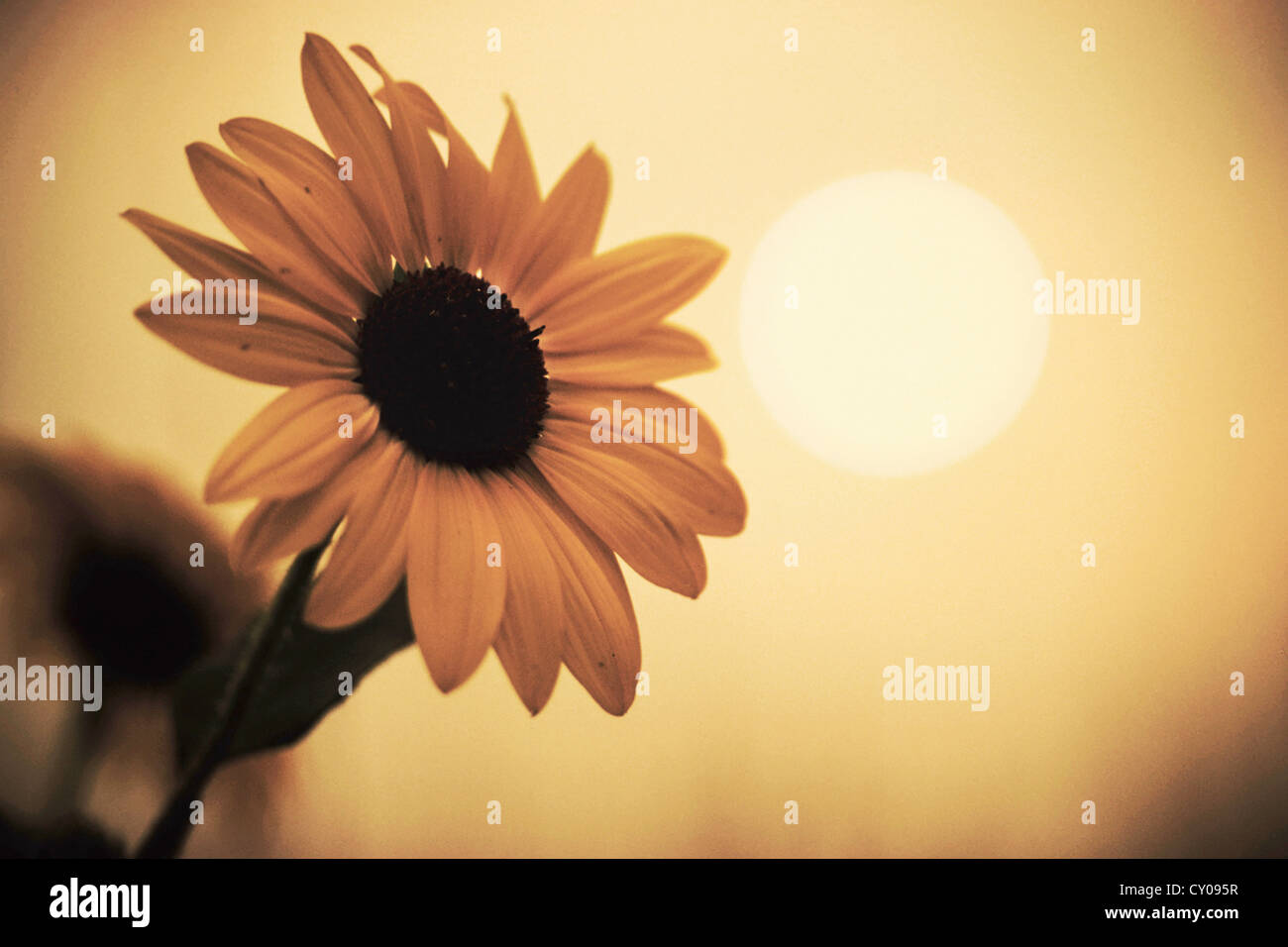 Environmental Pollution Flower High Resolution Stock Photography and ...