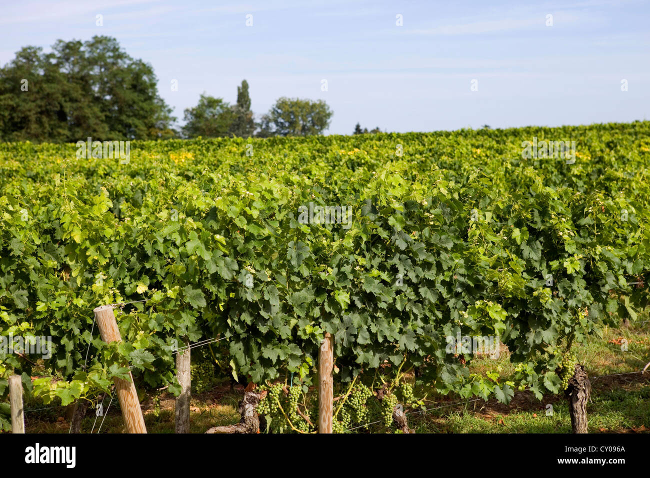 Vineyard at the rural fields of Bordeaux, France Stock Photo - Alamy