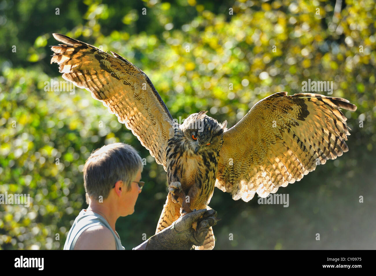 Animal world eagle owl outdoors hi-res stock photography and images - Alamy