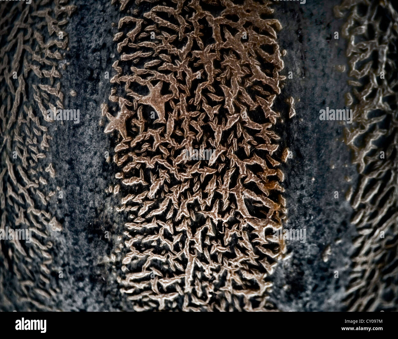 close up shot of melon skin Stock Photo - Alamy
