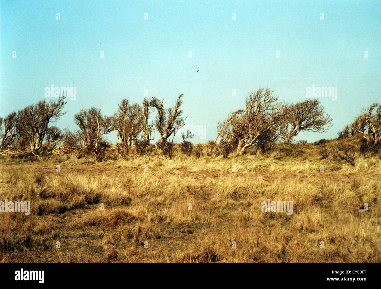 Trigger grass hi-res stock photography and images - Alamy