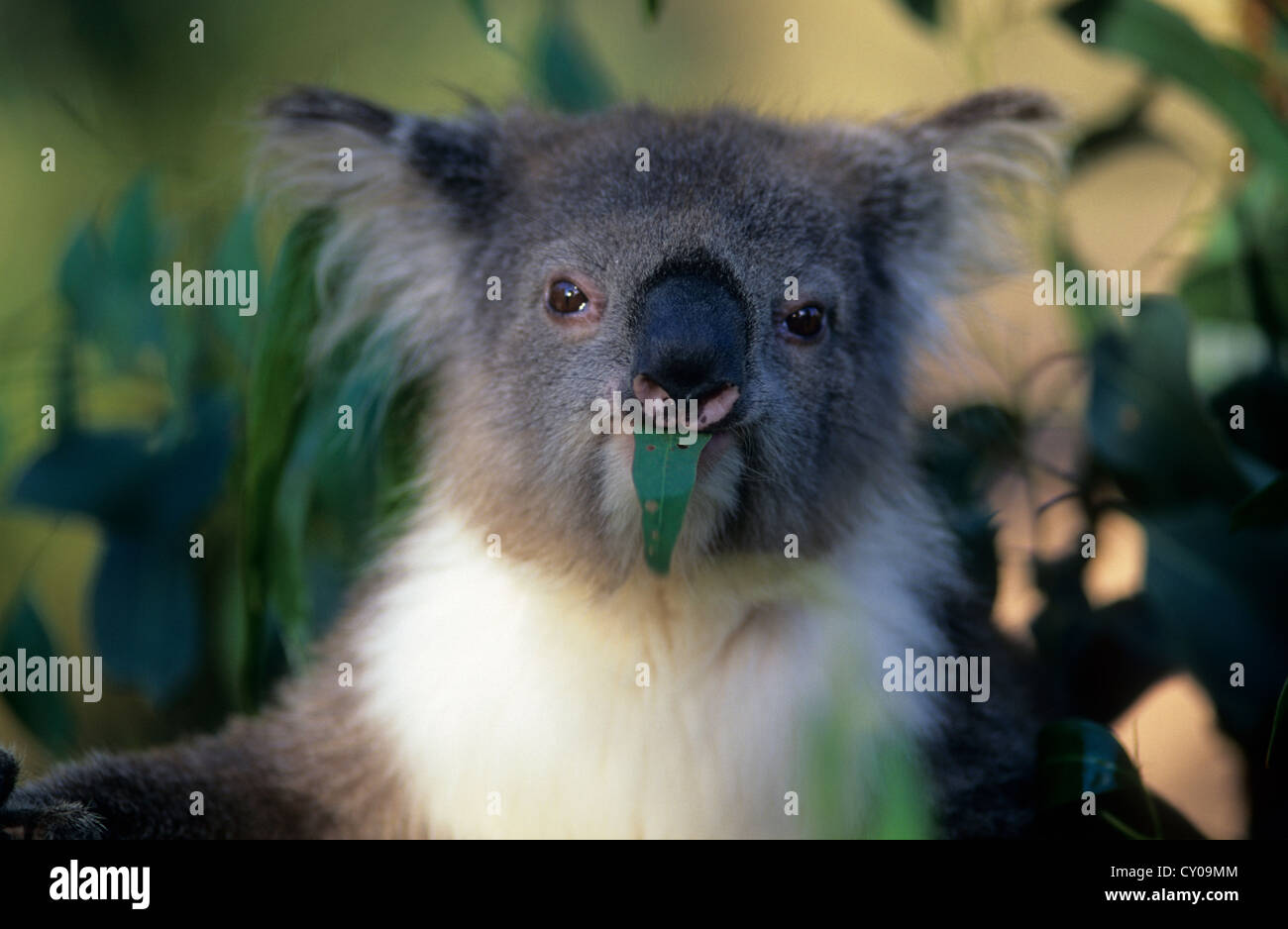 WIldlife, Australia, Juala on Eucalyptus tree Stock Photo - Alamy