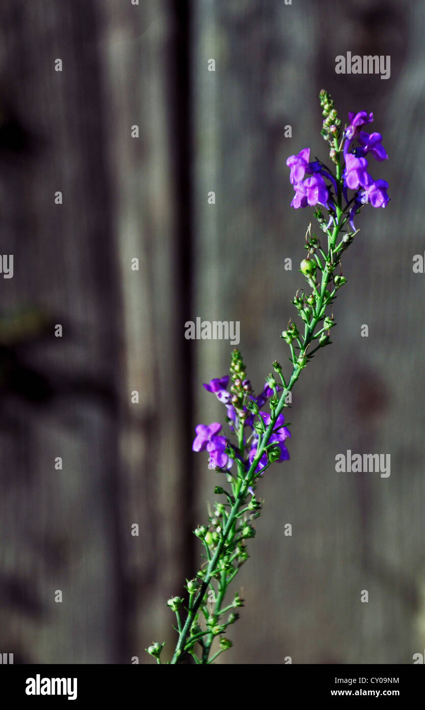 Purple flowers with rustic background Stock Photo - Alamy