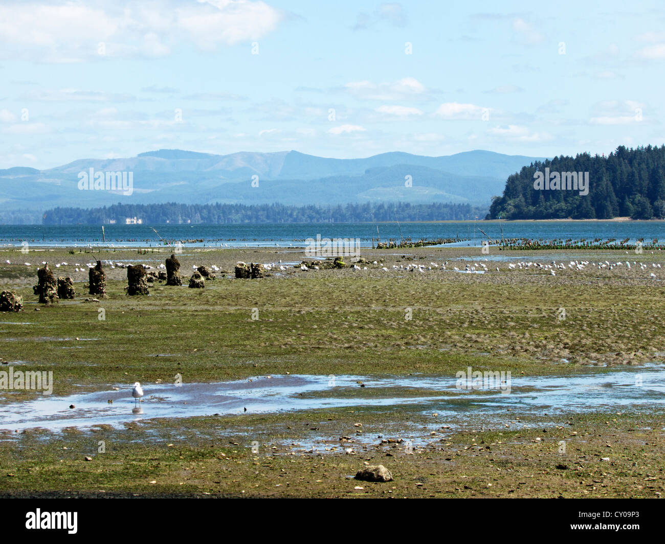 Oyster farming pacific northwest hi-res stock photography and images ...