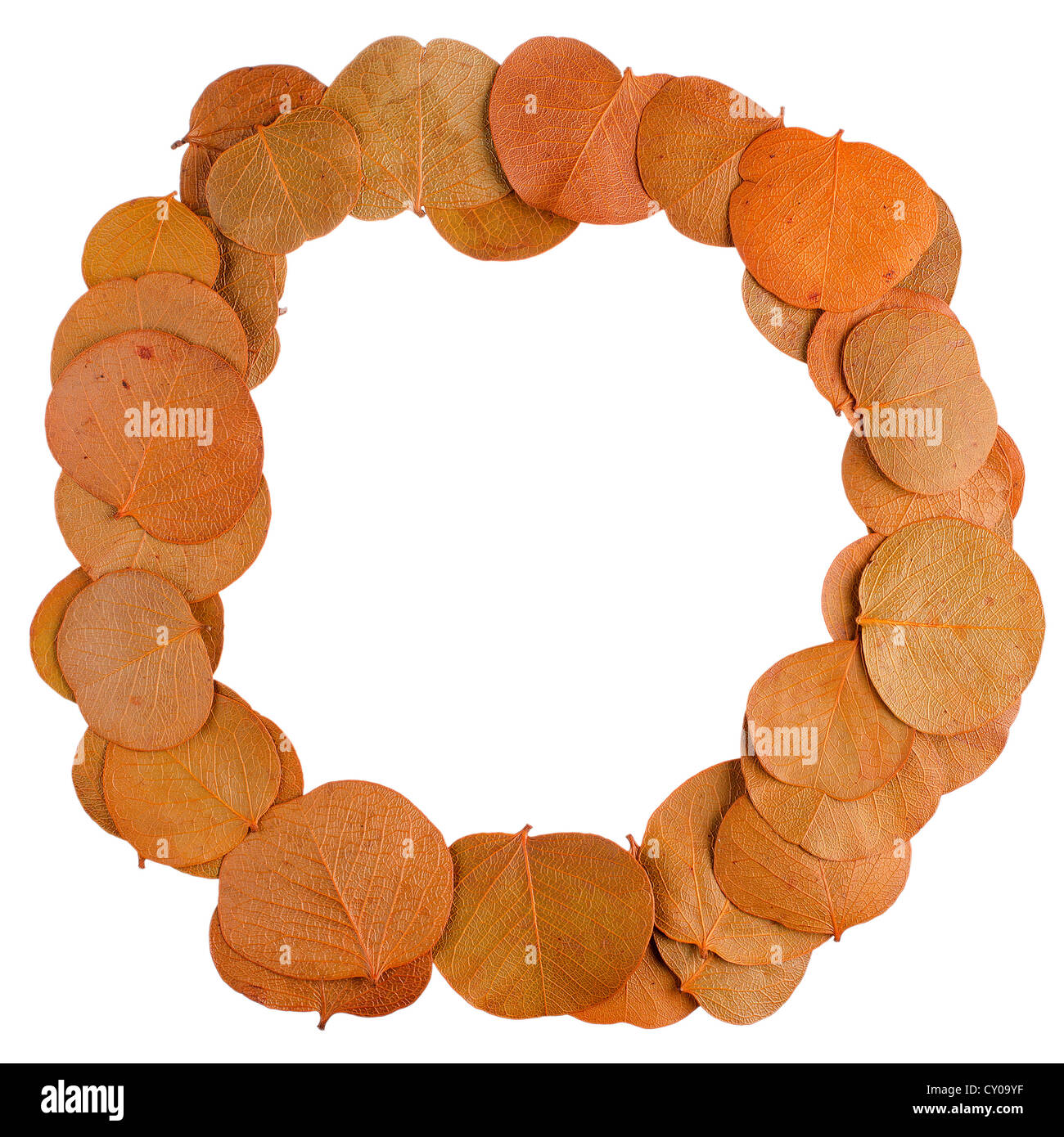 Autumn leaves round frame on white background Stock Photo - Alamy