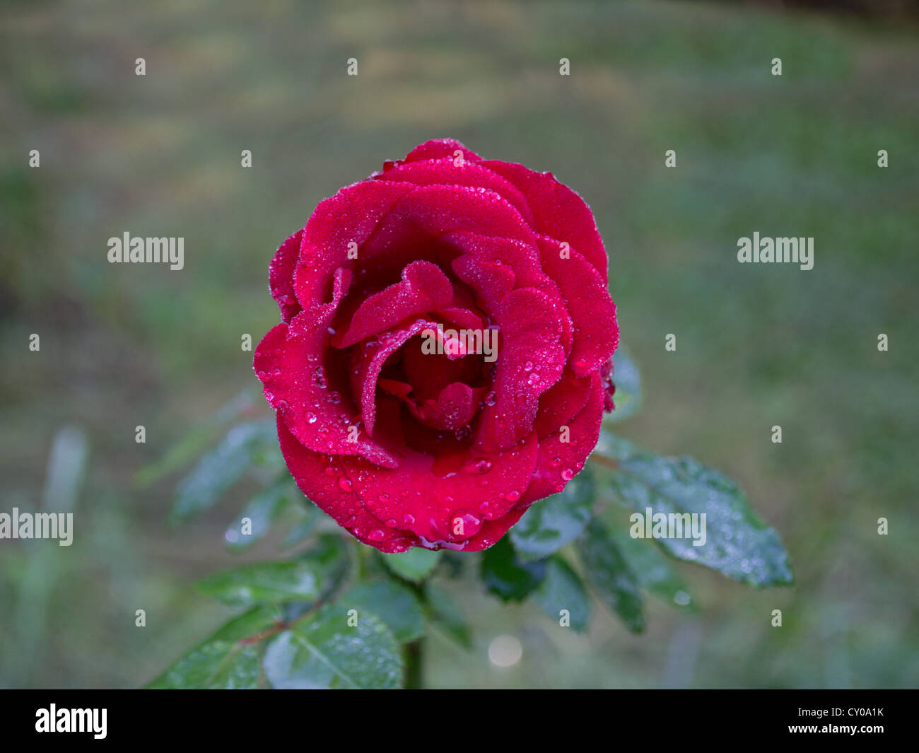 Close-up image of dark red rose Stock Photo - Alamy