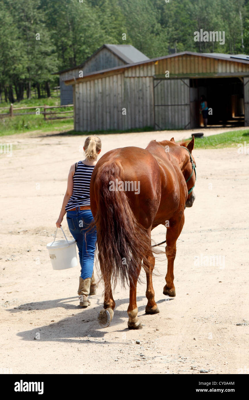 Woman leading a horse to the stable in Western City Stock Photo - Alamy