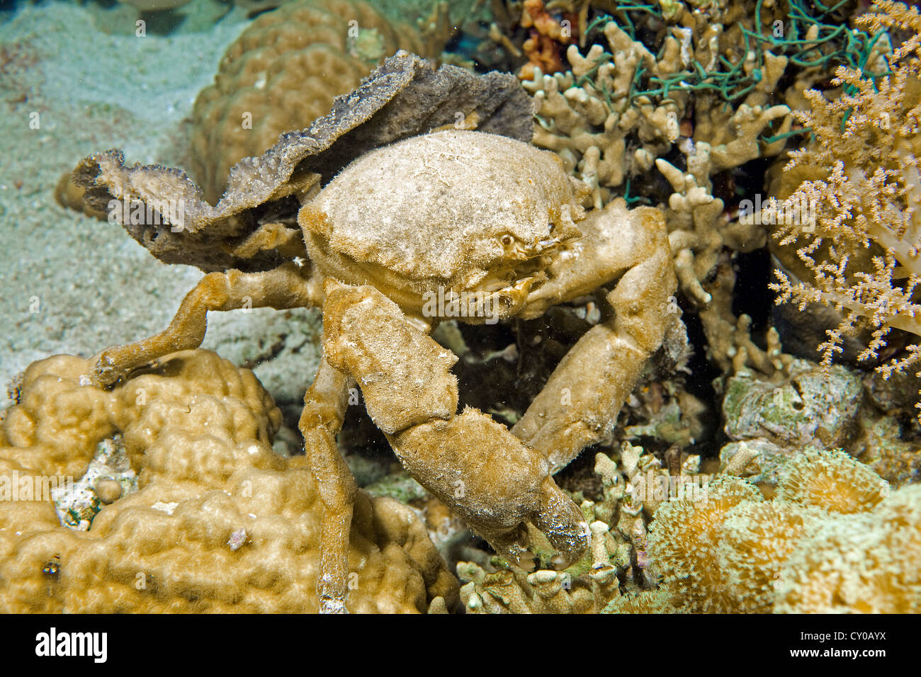 Sponge Crabs High Resolution Stock Photography and Images - Alamy