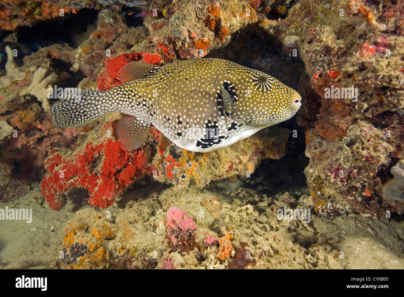 Map Puffer Arothron Mappa High Resolution Stock Photography and Images ...