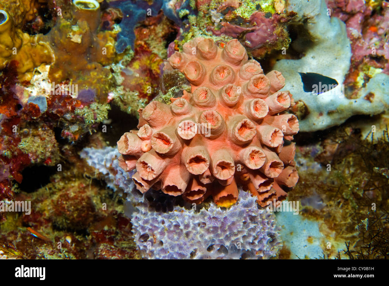 Dendrophyllia Detail High Resolution Stock Photography and Images - Alamy