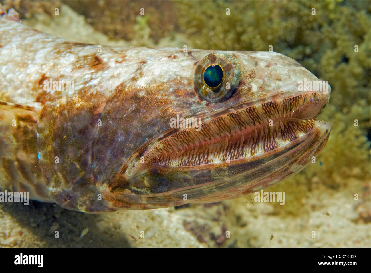 Lizardfish Philippines High Resolution Stock Photography and Images - Alamy