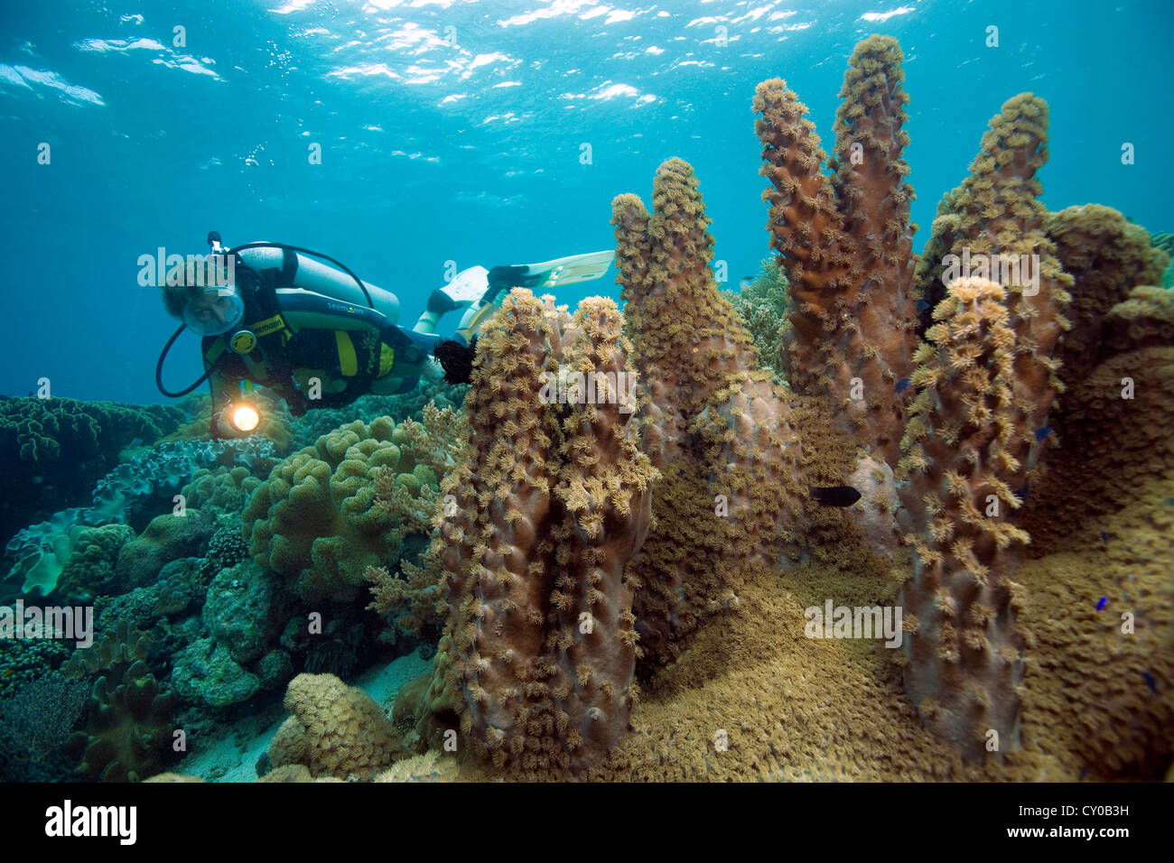 Cup Corals Stock Photos & Cup Corals Stock Images - Alamy