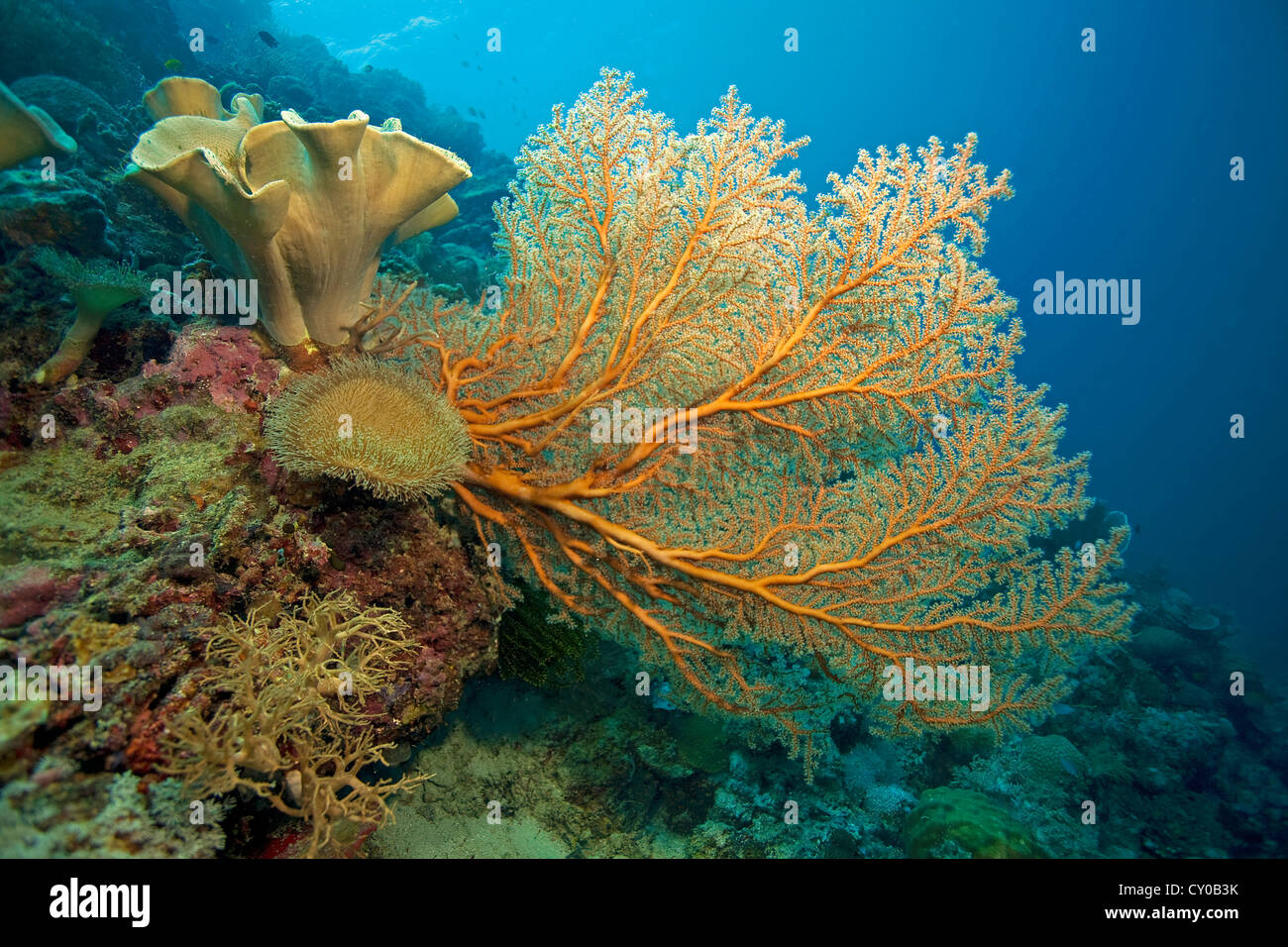 Tree Dweller High Resolution Stock Photography and Images - Alamy