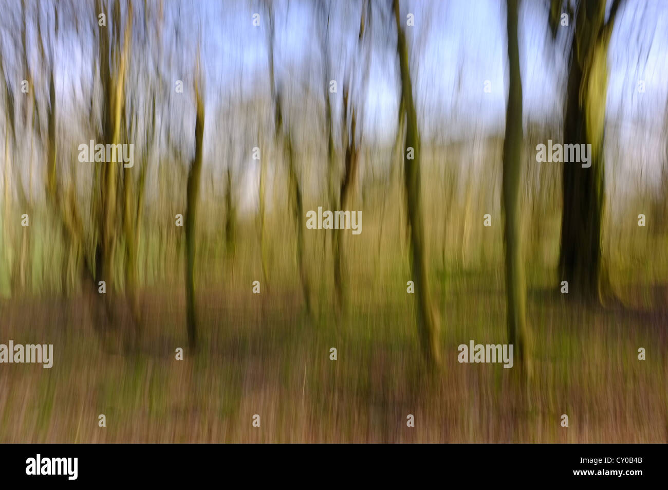 Woodland scene, Impressionistic Stock Photo - Alamy