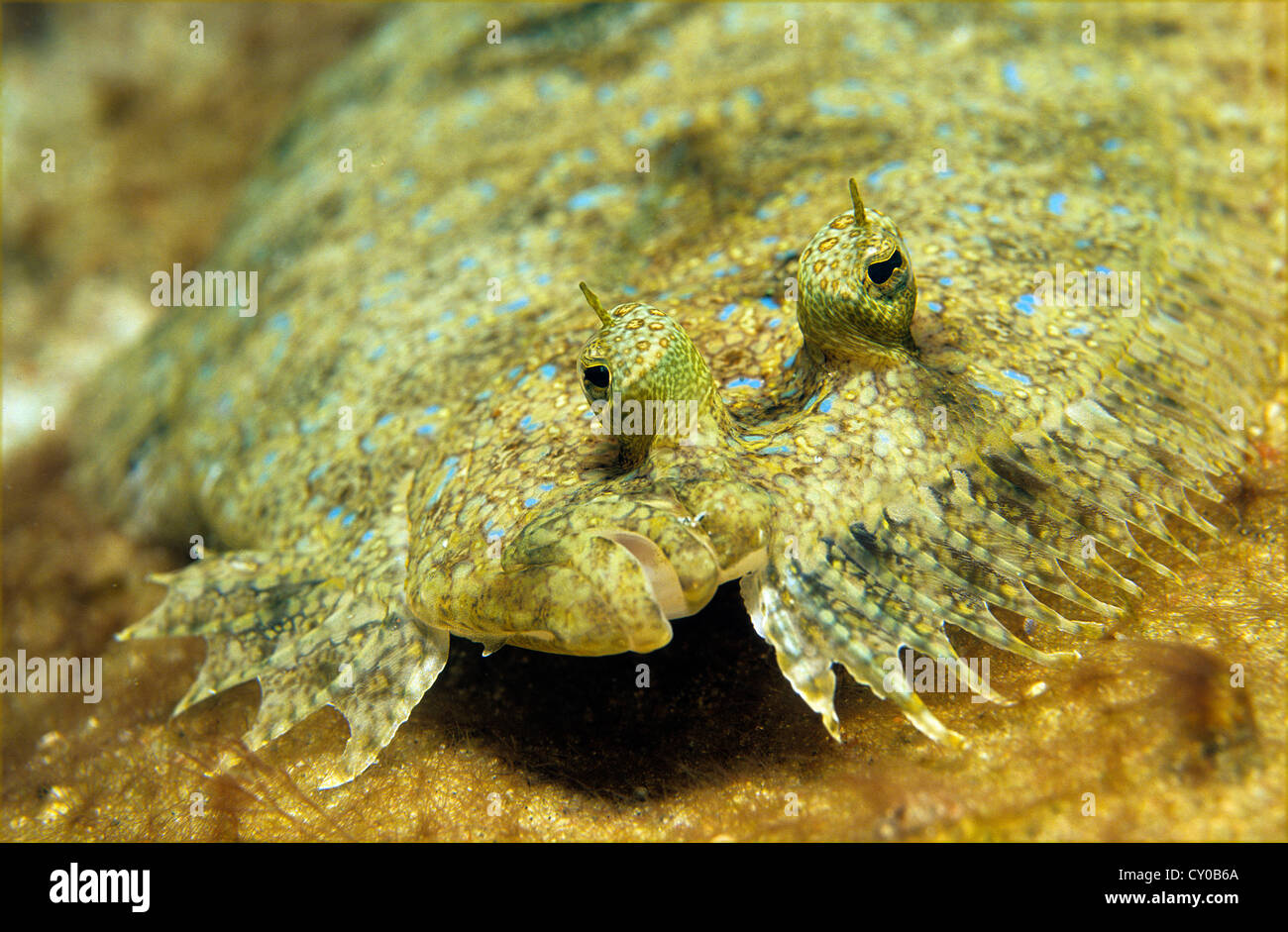 Animals Flounder Leopard Flounder High Resolution Stock Photography and ...