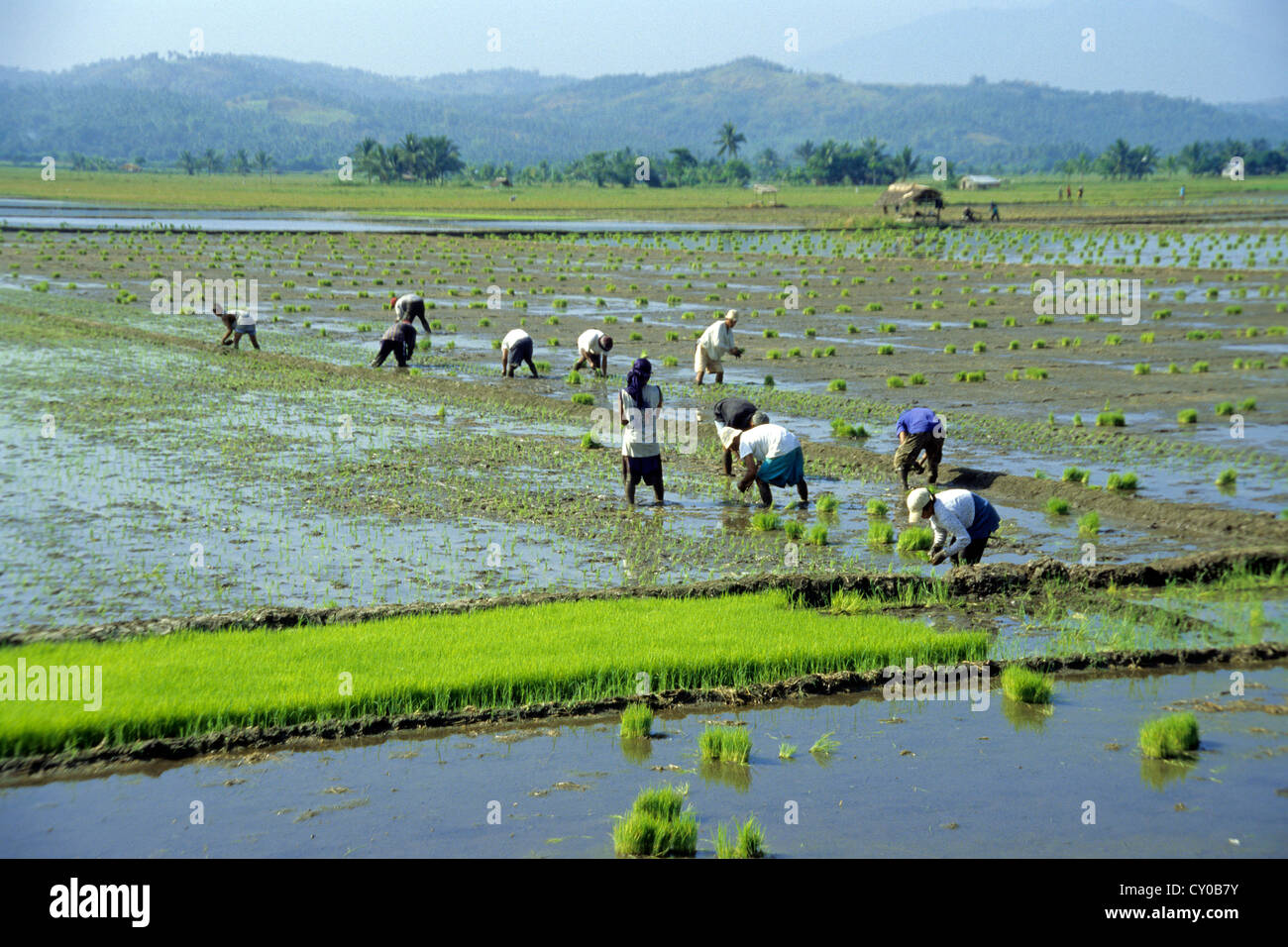 Filipino Farmers High Resolution Stock Photography and Images - Alamy