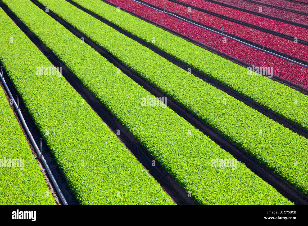 Imperial valley lettuce hi-res stock photography and images - Alamy