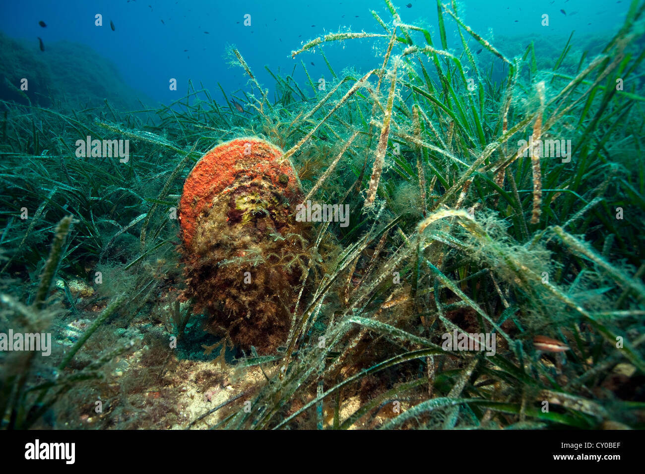Worlds Largest Species High Resolution Stock Photography and Images - Alamy