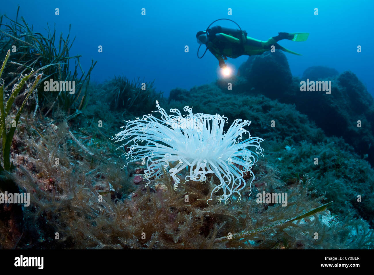 Cerianthus Membranaceus High Resolution Stock Photography and Images ...