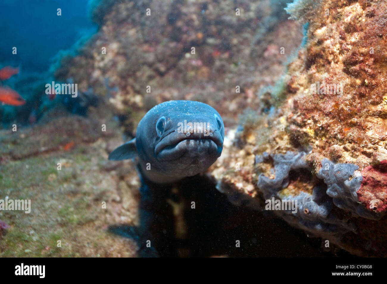 Conger Eel Conger Conger High Resolution Stock Photography and Images - Alamy