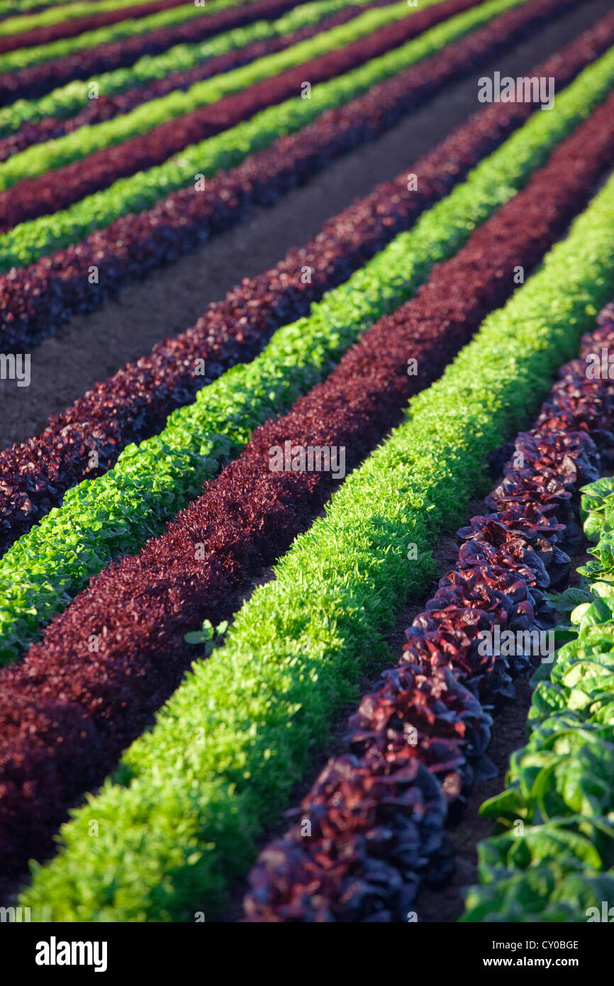 Imperial valley lettuce hi-res stock photography and images - Alamy