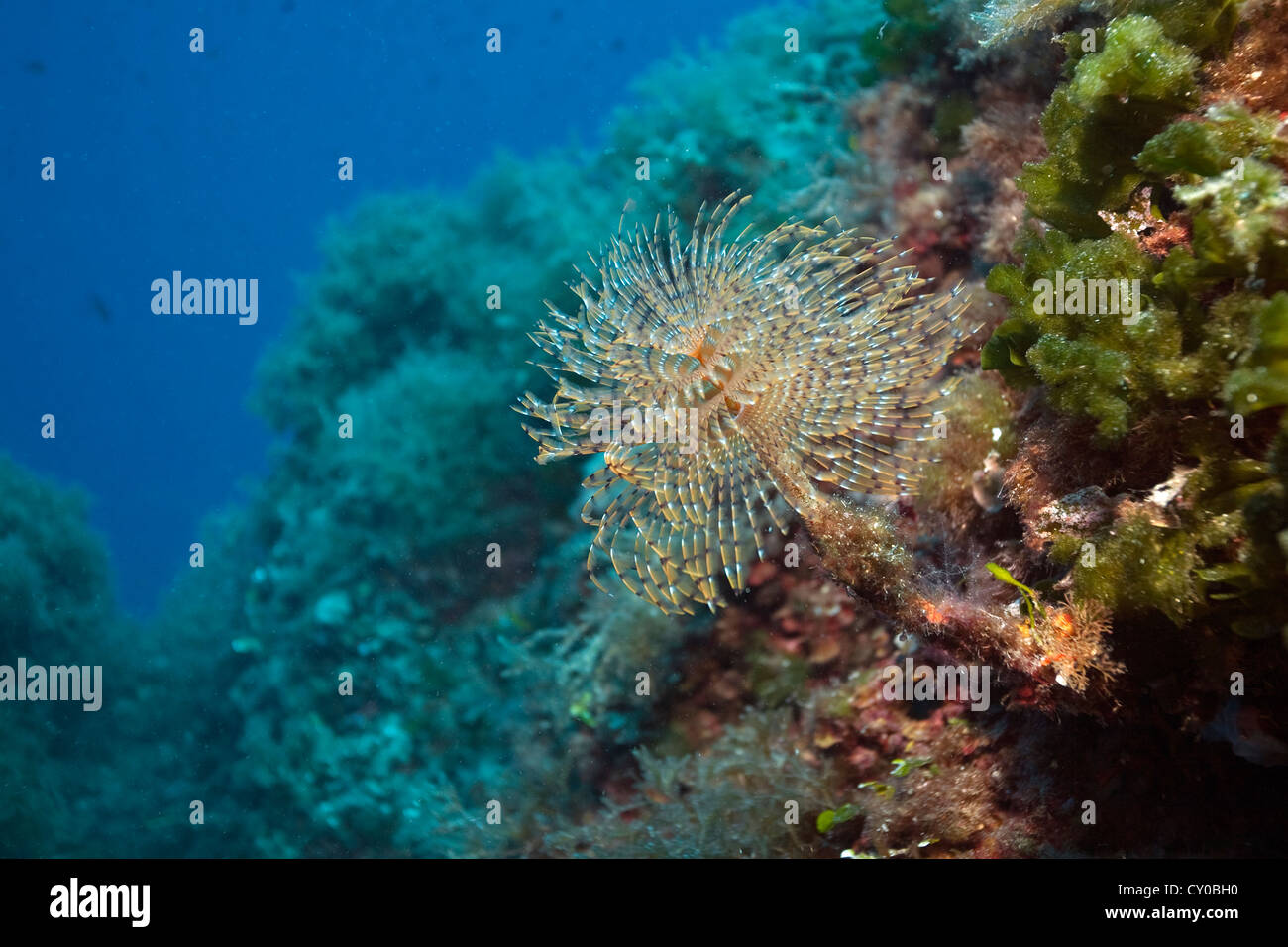 Fan Worms High Resolution Stock Photography and Images - Alamy