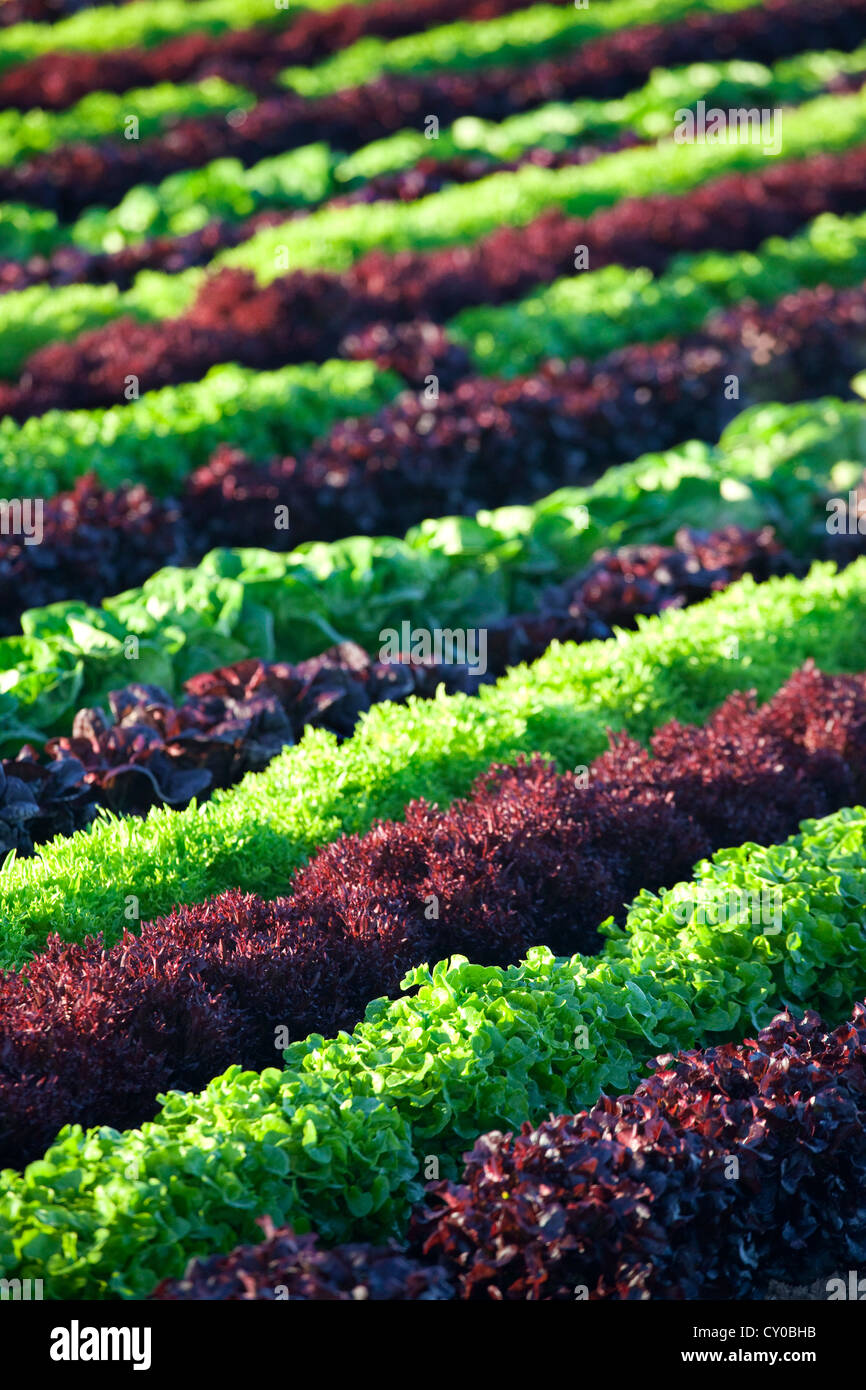 Imperial valley lettuce hi-res stock photography and images - Alamy