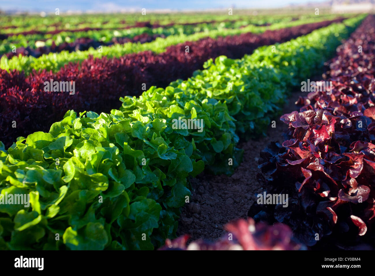 Imperial valley hi-res stock photography and images - Alamy