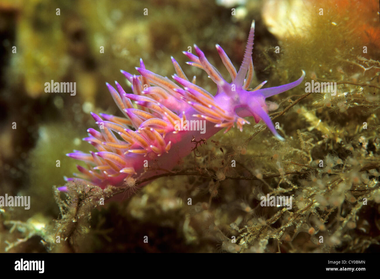 Turkish Snail High Resolution Stock Photography and Images - Alamy