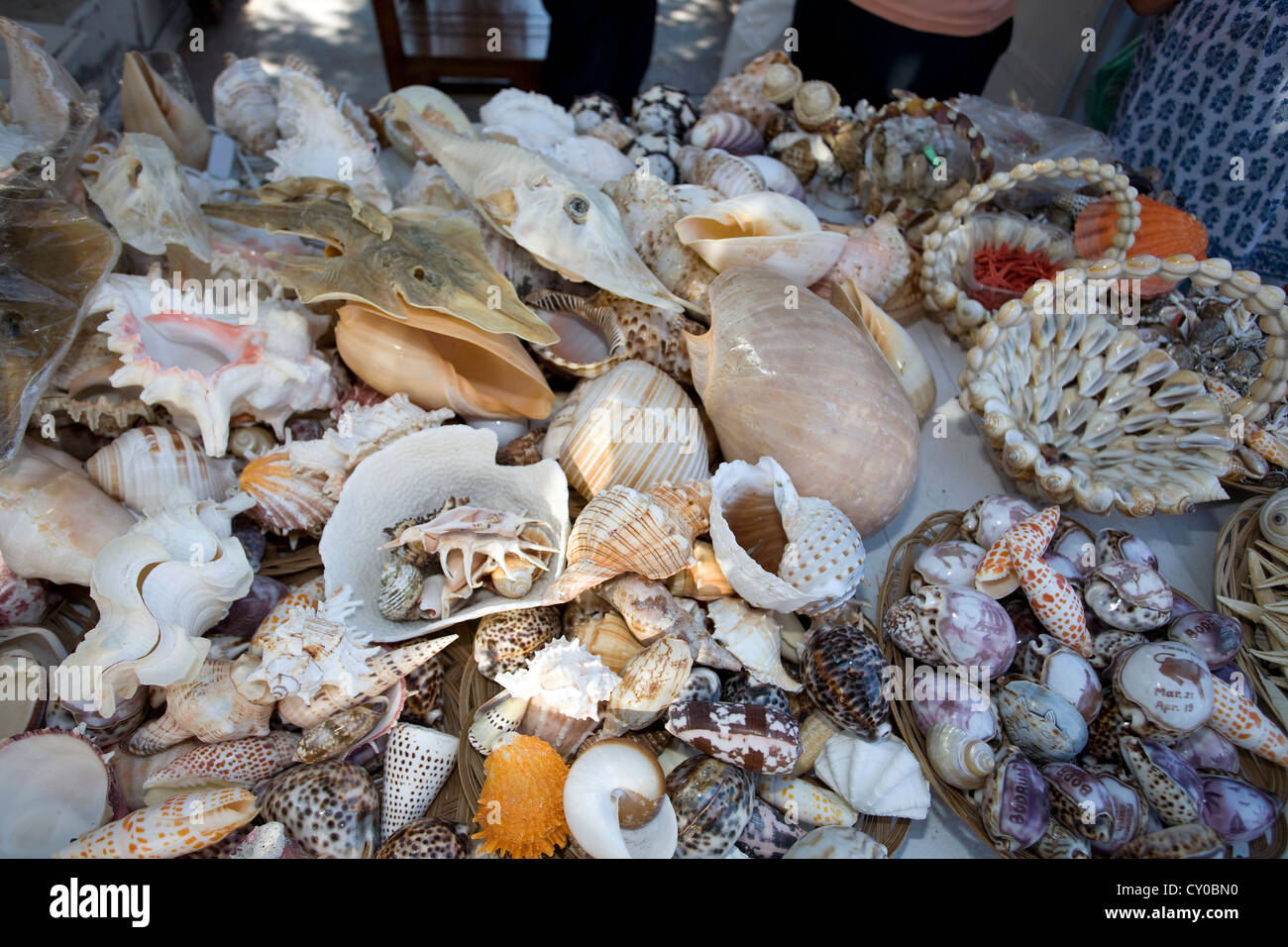 Seashell Souvenirs High Resolution Stock Photography and Images - Alamy