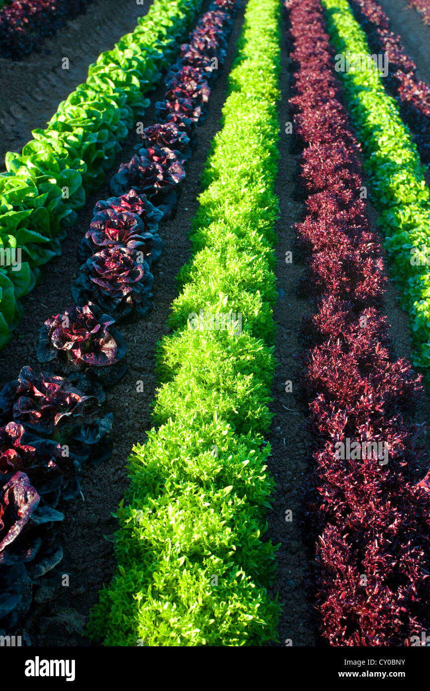Imperial valley hi-res stock photography and images - Alamy
