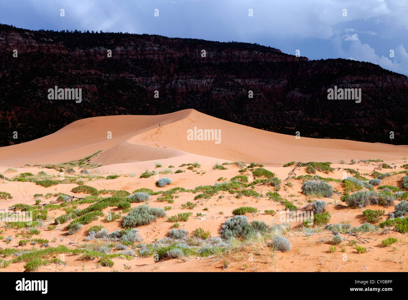 Sand dunes at Utah's Coral Pink Sand Dunes State Park near Kanab Stock ...