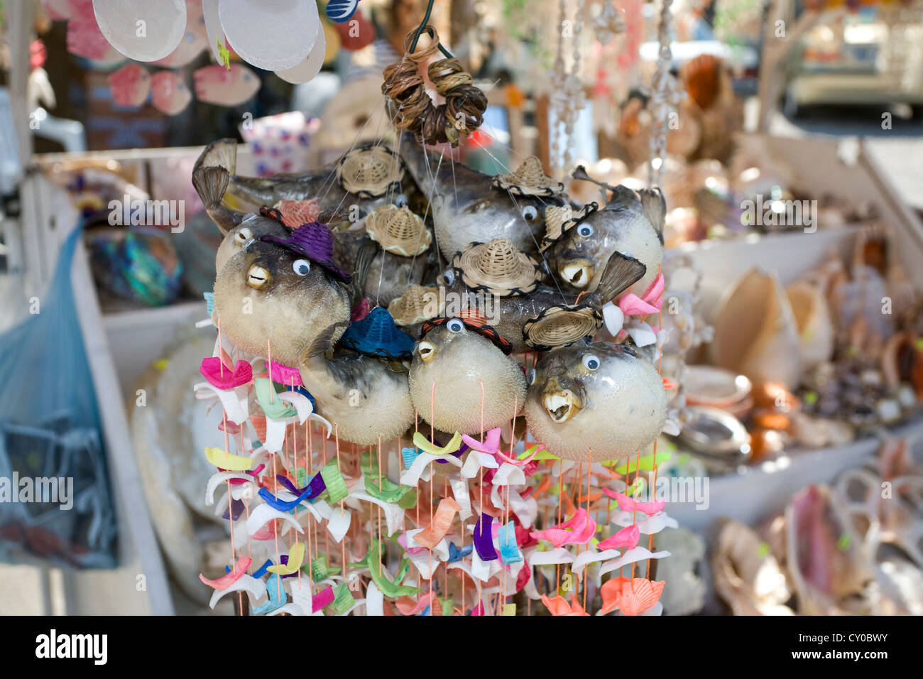 Porcupine Fishes High Resolution Stock Photography and Images - Alamy