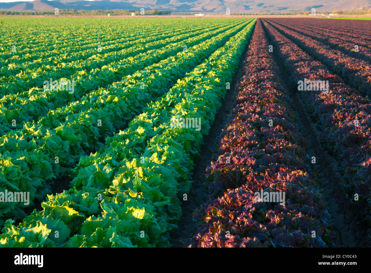 Winter Lettuce crops, Imperial Valley, California Stock Photo - Alamy
