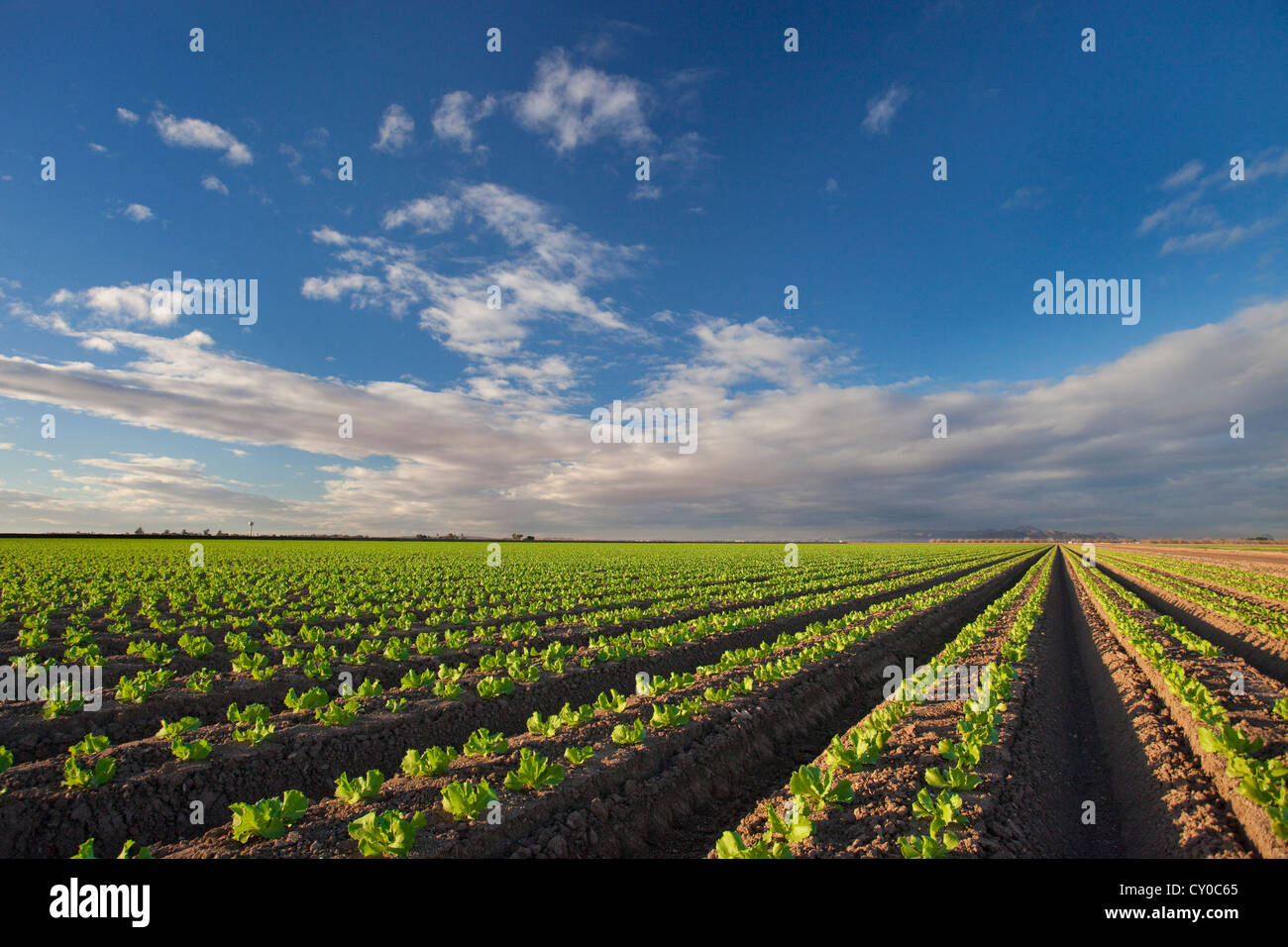 Winter Lettuce crops, Imperial Valley, California Stock Photo - Alamy