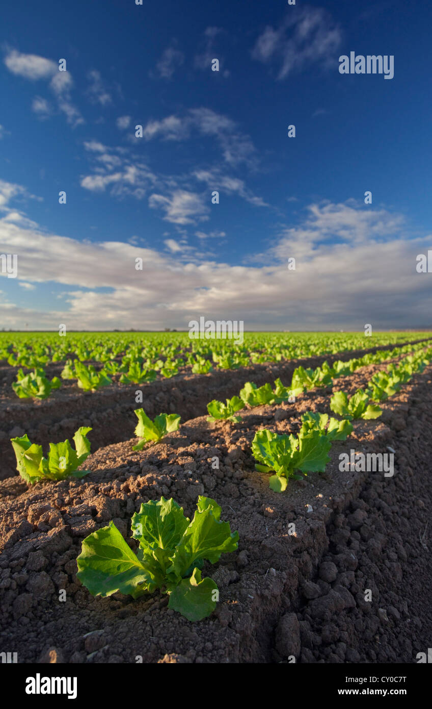 Imperial valley hi-res stock photography and images - Alamy
