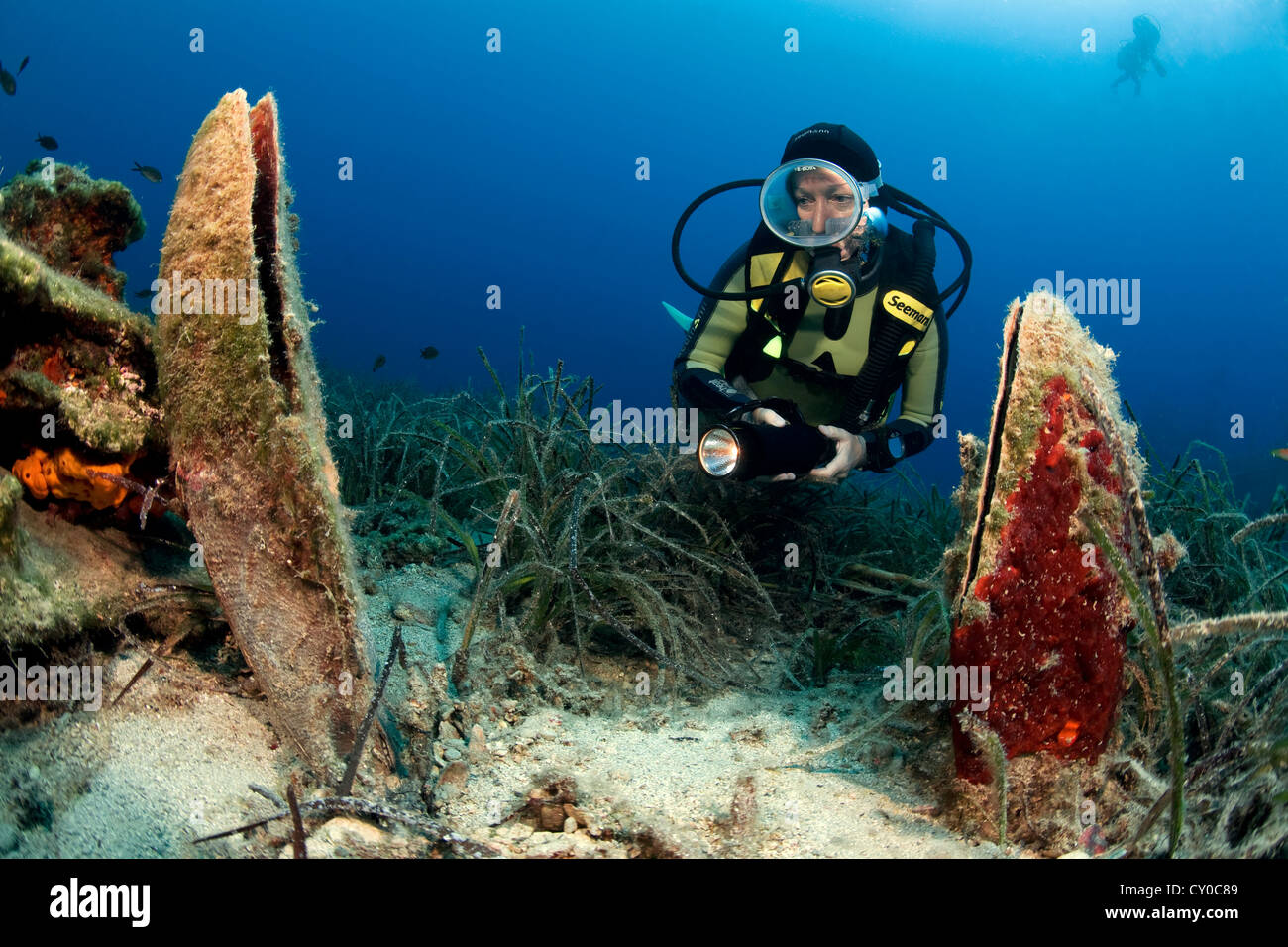 Animals With Shells High Resolution Stock Photography and Images - Alamy