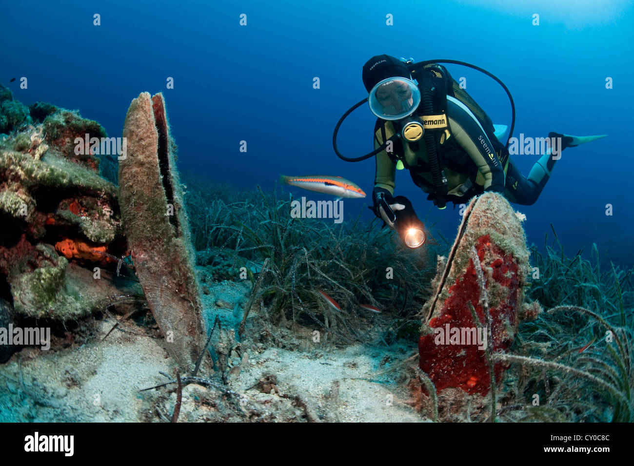 A diver and noble pen shells (Pinna nobilis), protected species Stock ...
