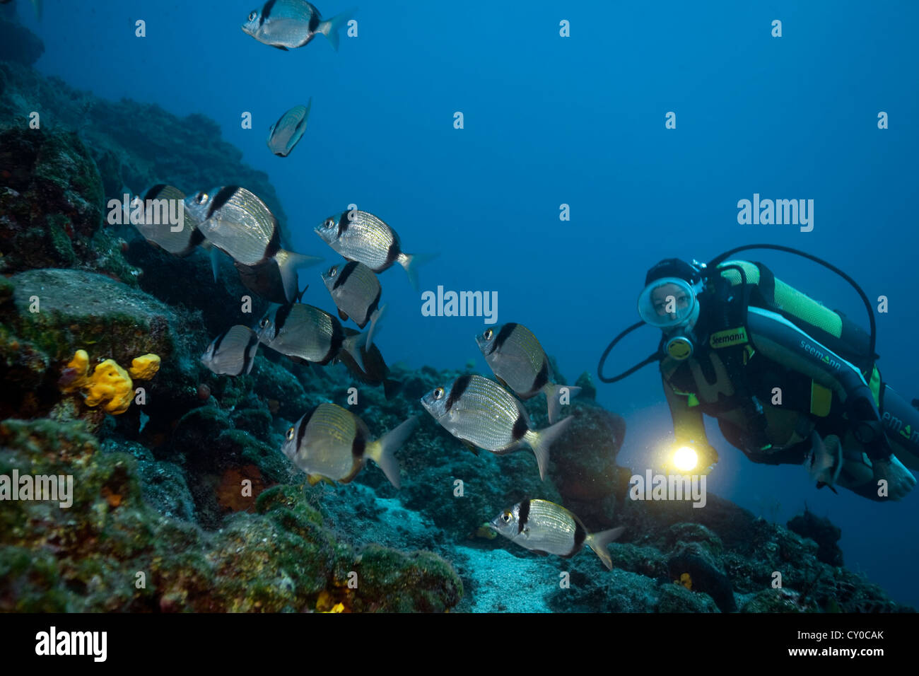 Two Banded Sea Bream Diplodus Vulgaris High Resolution Stock ...