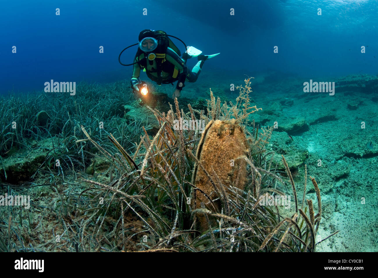 Marine Mollusc Shells High Resolution Stock Photography and Images - Alamy