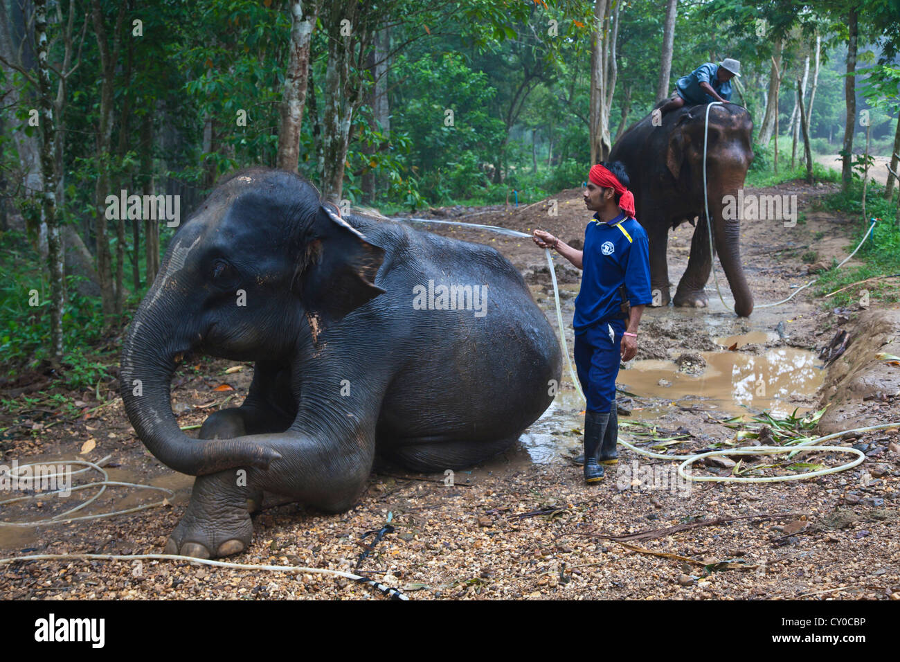 Washing an elephant hi-res stock photography and images - Alamy